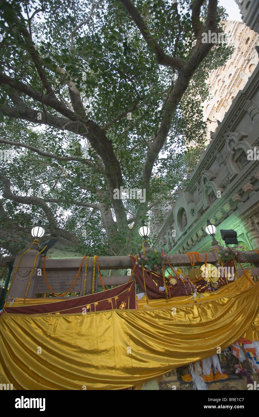 Bodhgaya bodhi tree hi-res stock photography and images - Alamy