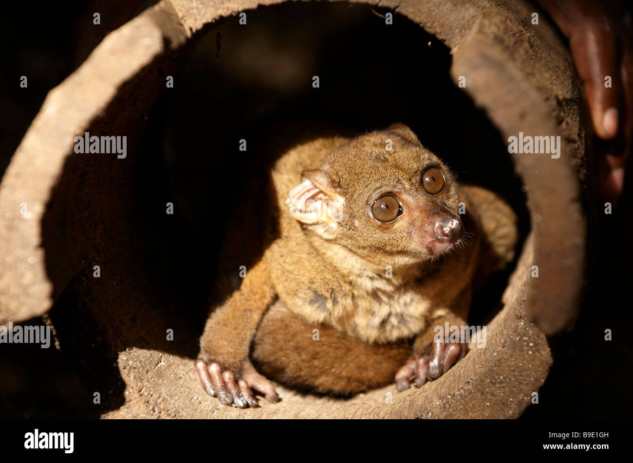 Zanzibar Bushbaby Galago zanzibaricus is a primate of the Galagidae ...