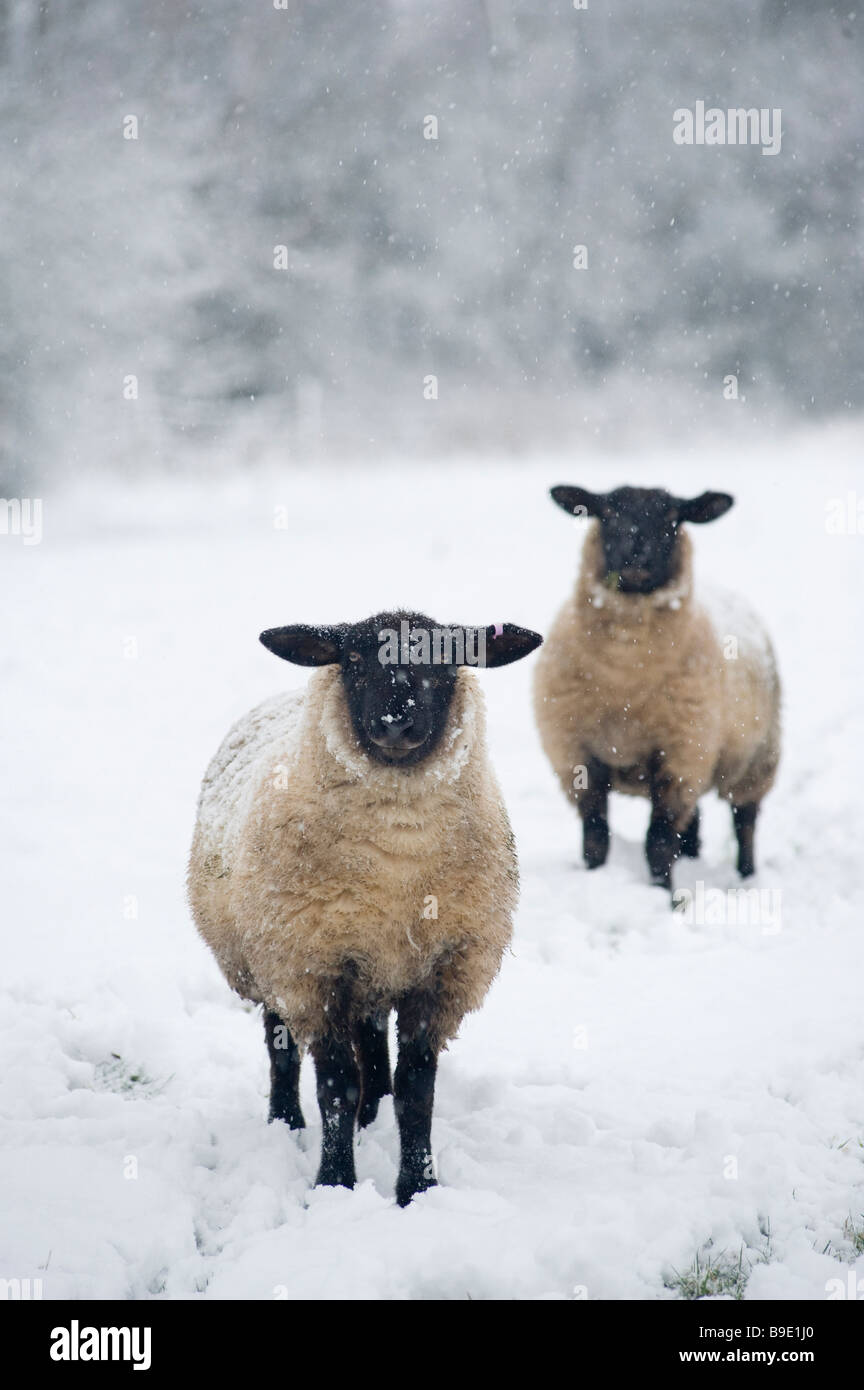 Two black faced sheep hi-res stock photography and images - Alamy