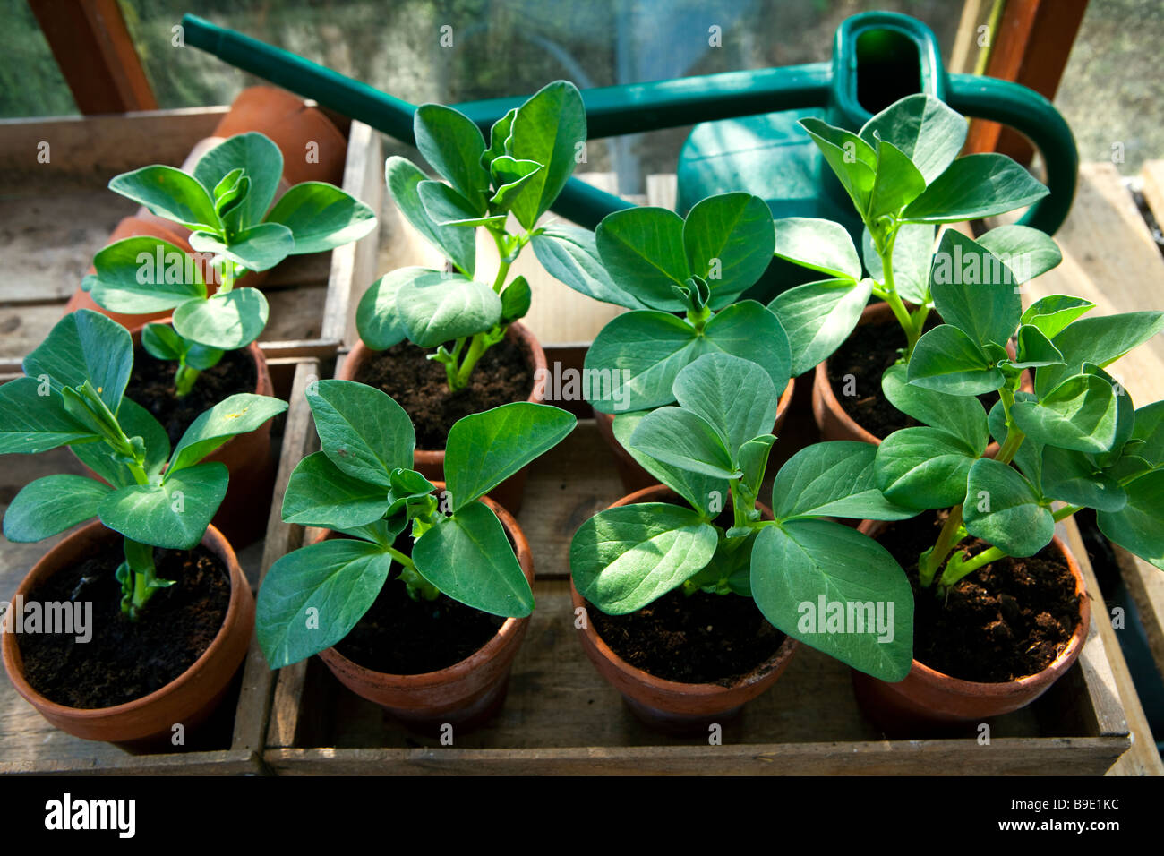 Broad bean plants in clay pots on a greenhouse bench with a watering ...