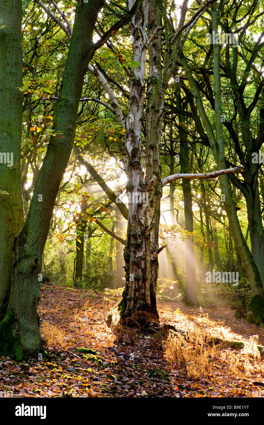 Wood in autumn with sun ray Stock Photo - Alamy