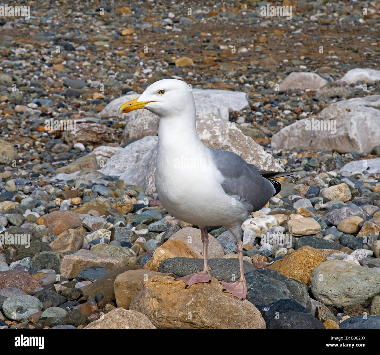 A seagull resting on a rock covered beach near Llandudno, North Wales ...