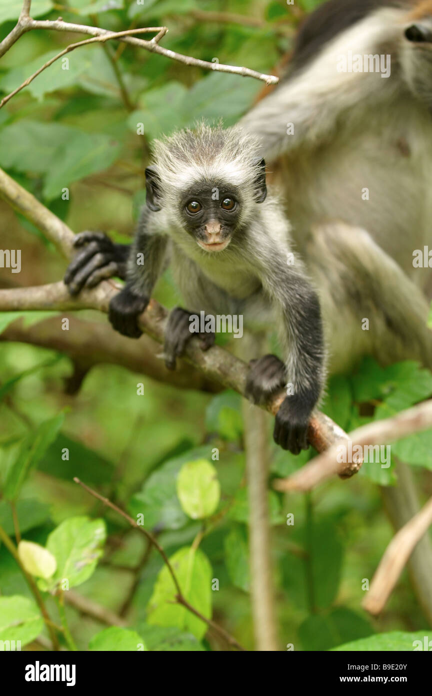 Zanzibar Red Colobus baby in Jozani Chwaka Bay Conservation area Stock ...