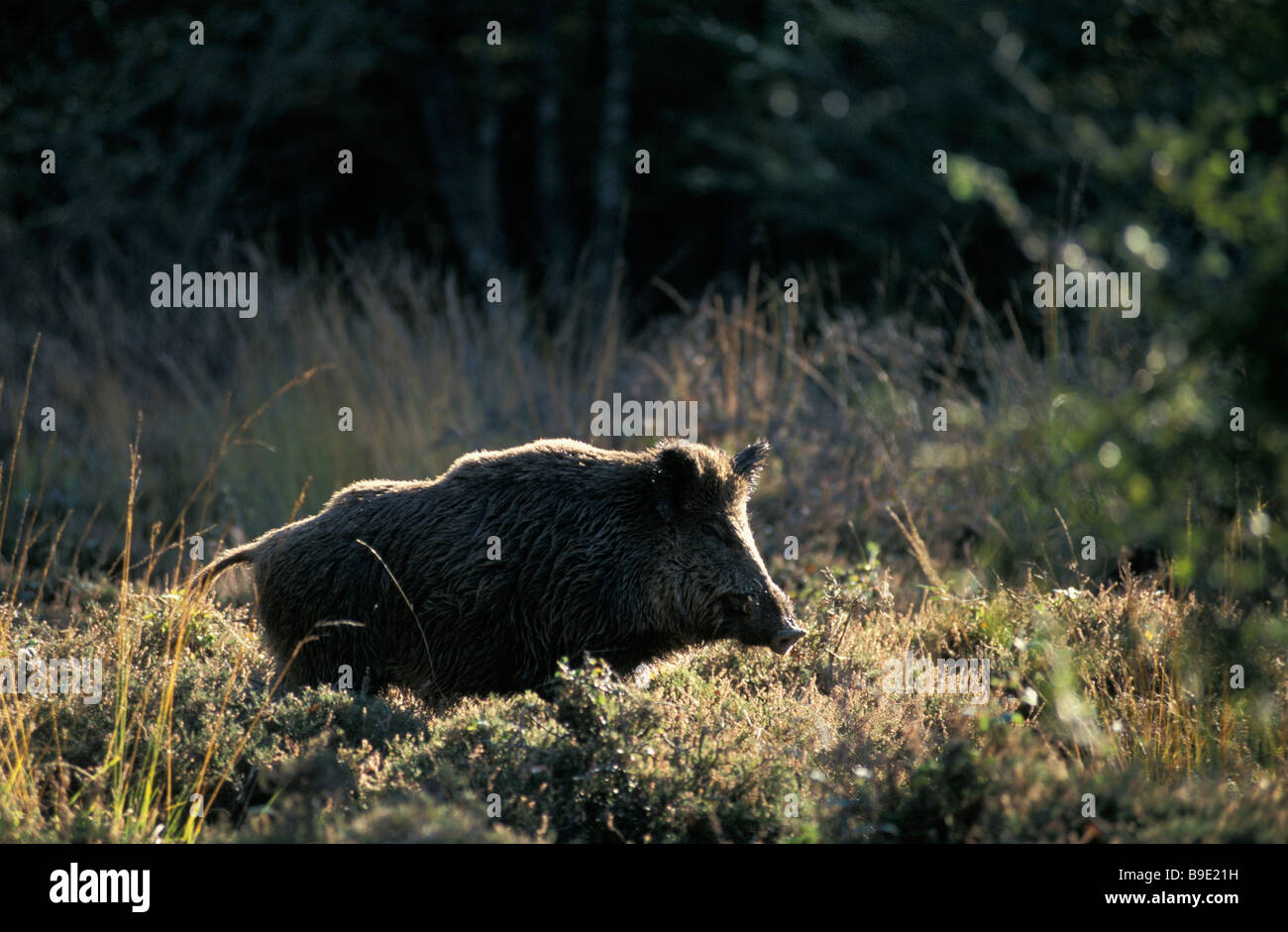 Altwelts hi-res stock photography and images - Alamy