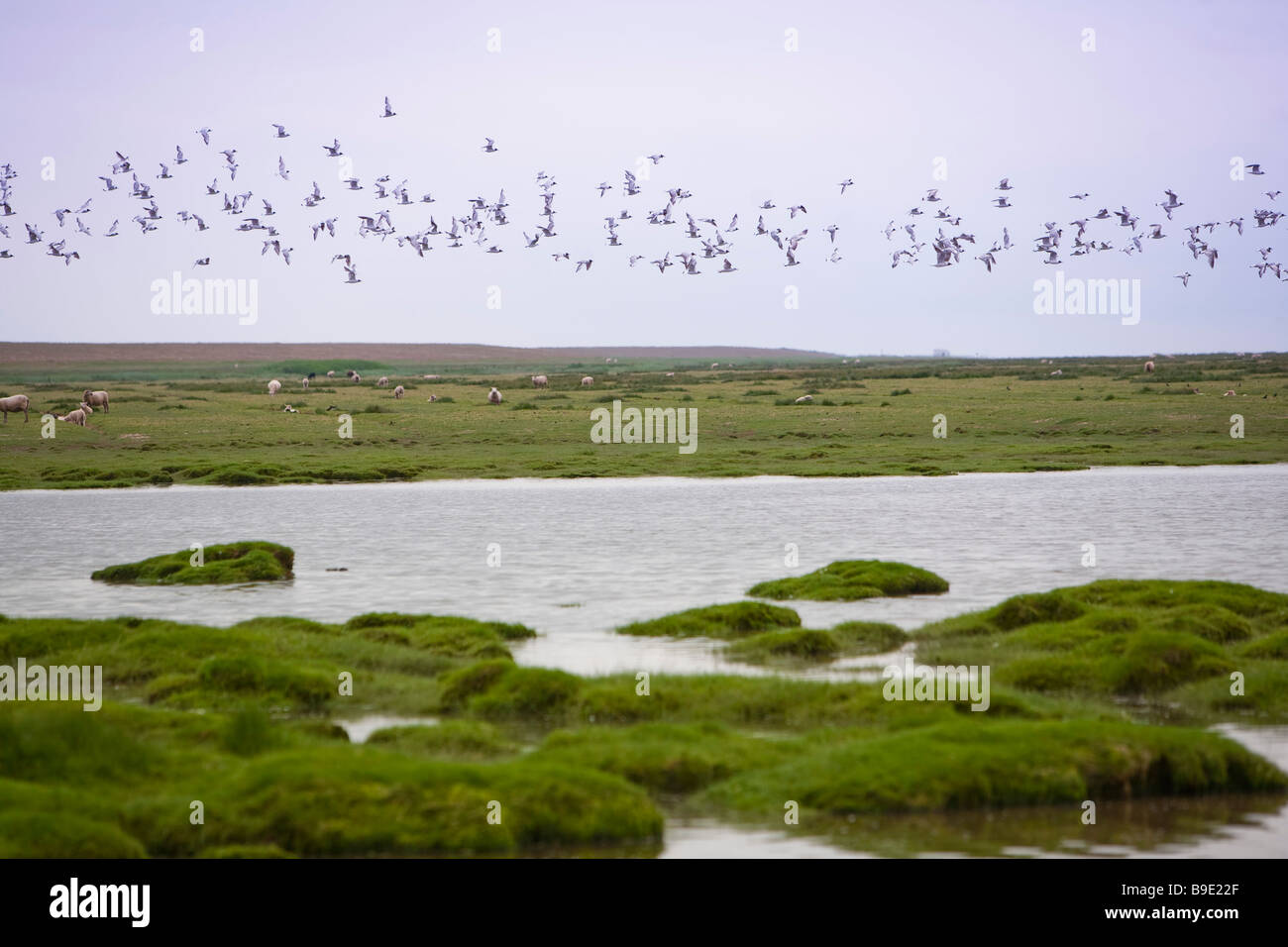 Wadden birds hi-res stock photography and images - Alamy
