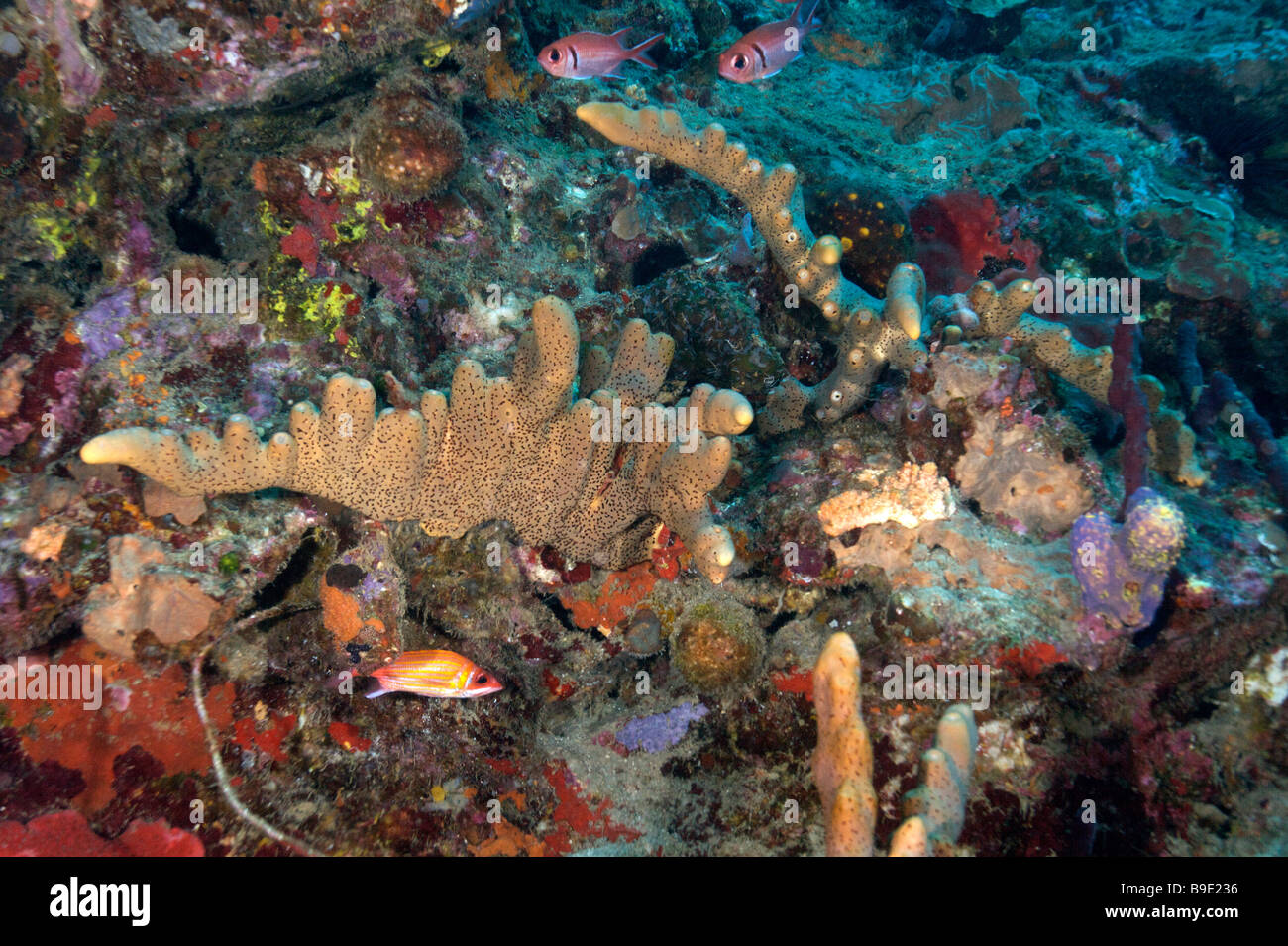 Coral in the Caribbean sea Stock Photo - Alamy