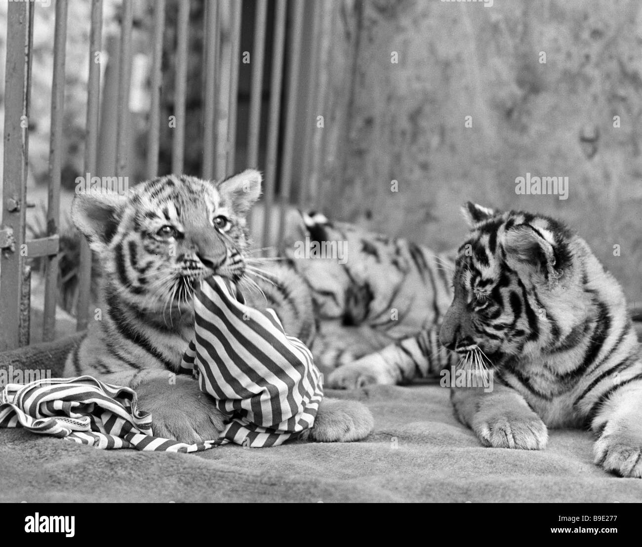 Tiger cubs born in the Moscow state circus Stock Photo - Alamy