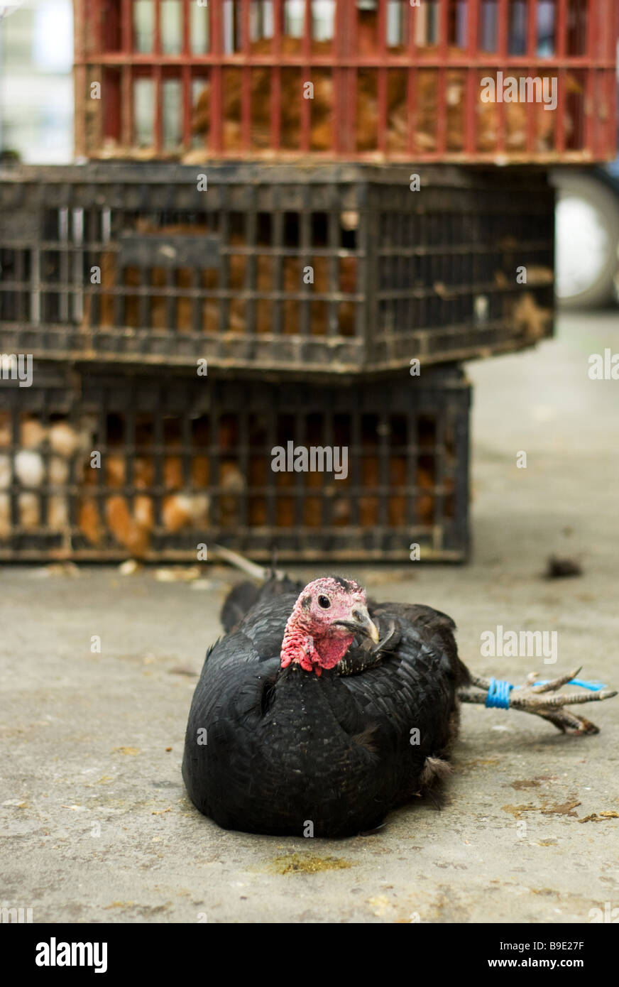A poultry market hi-res stock photography and images - Alamy