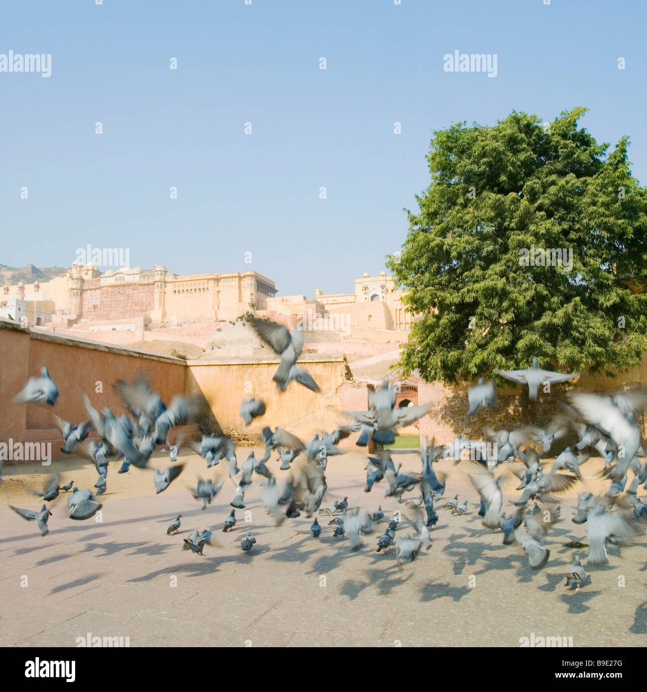 Pigeons in a fort, Amber Fort, Jaipur, Rajasthan, India Stock Photo - Alamy