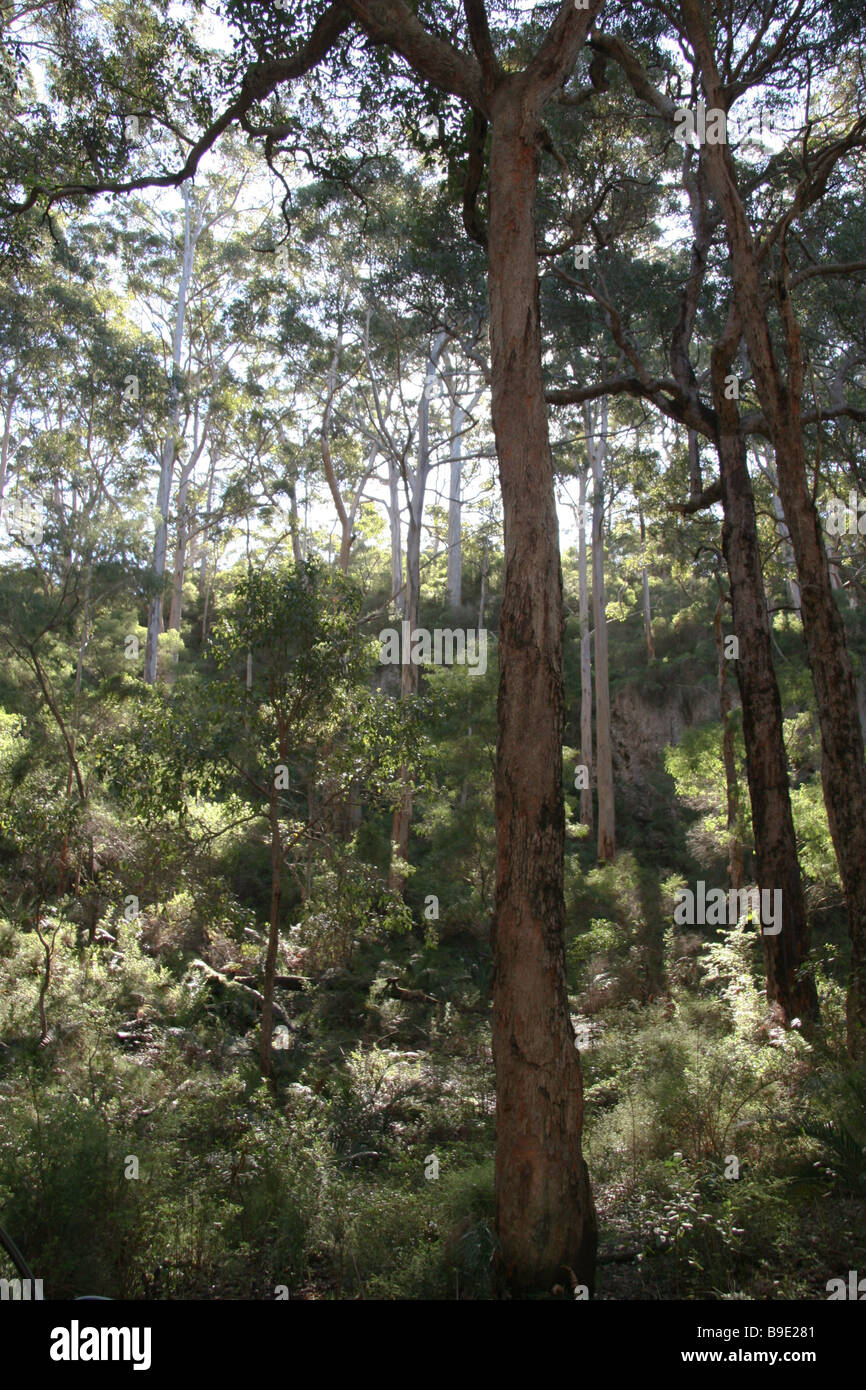 Tall trees in Western Australia Stock Photo - Alamy