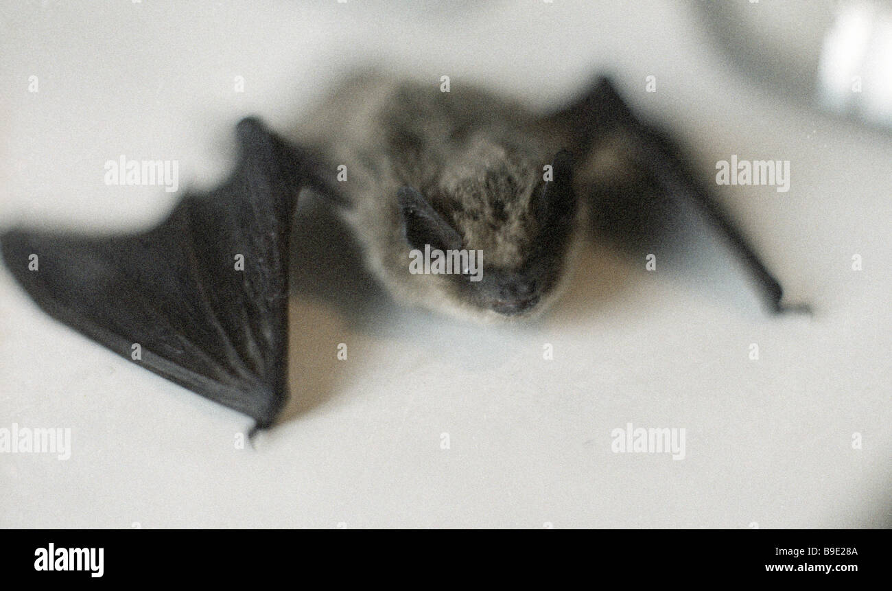 Little brown bat Stock Photo - Alamy