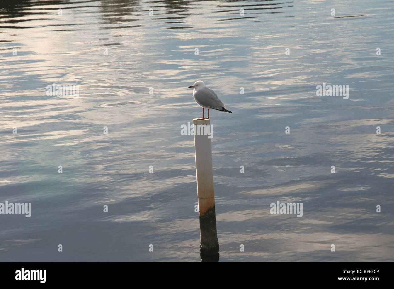 A seagull resting on a pole in the Walpole inlet Stock Photo - Alamy