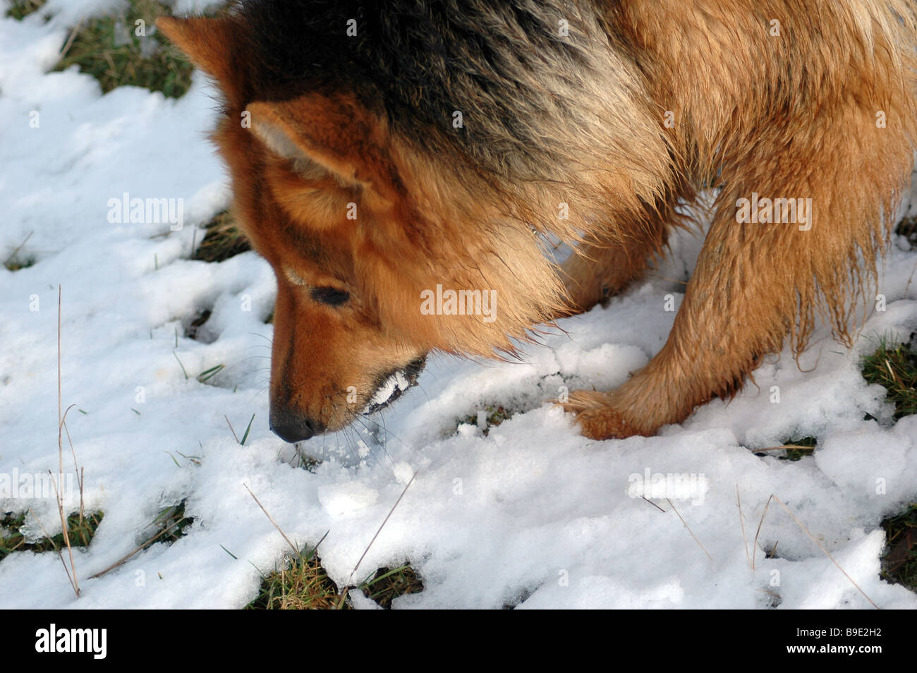 german shepherd eating snow Stock Photo - Alamy