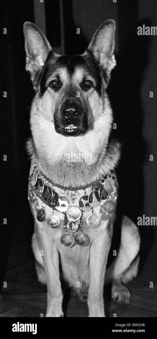 German shepherd dog Gaiford champion of All Union dog exhibitions and ...