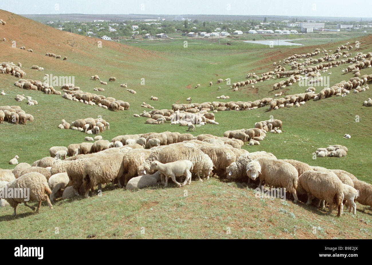 Herd of sheep of the Kalinin collective farm pasturing Stock Photo - Alamy