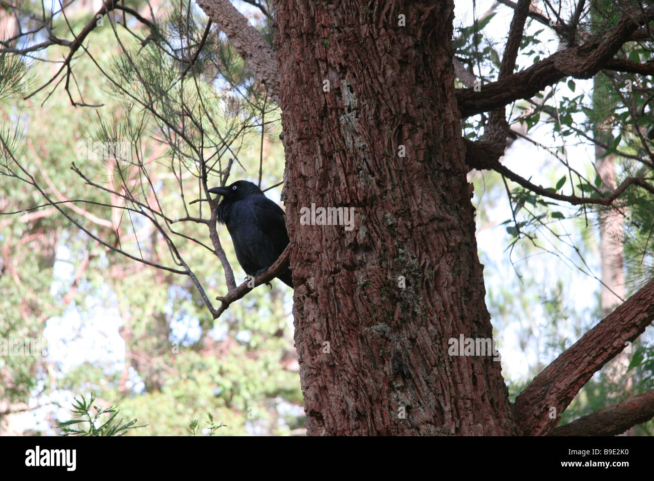 A raven sitting in a tree Stock Photo - Alamy