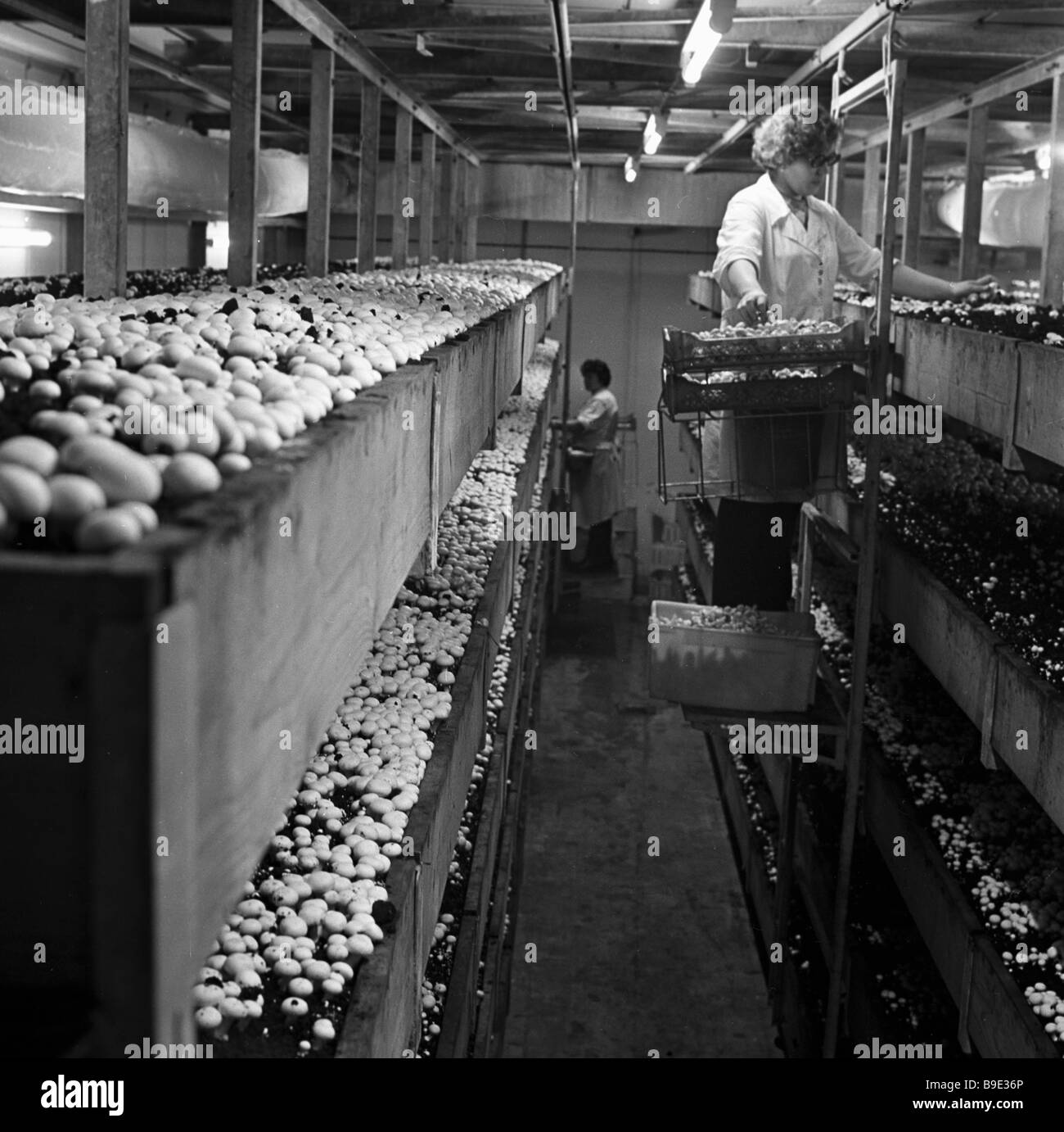 Mushroom crop at Moskovsky state farm Stock Photo - Alamy