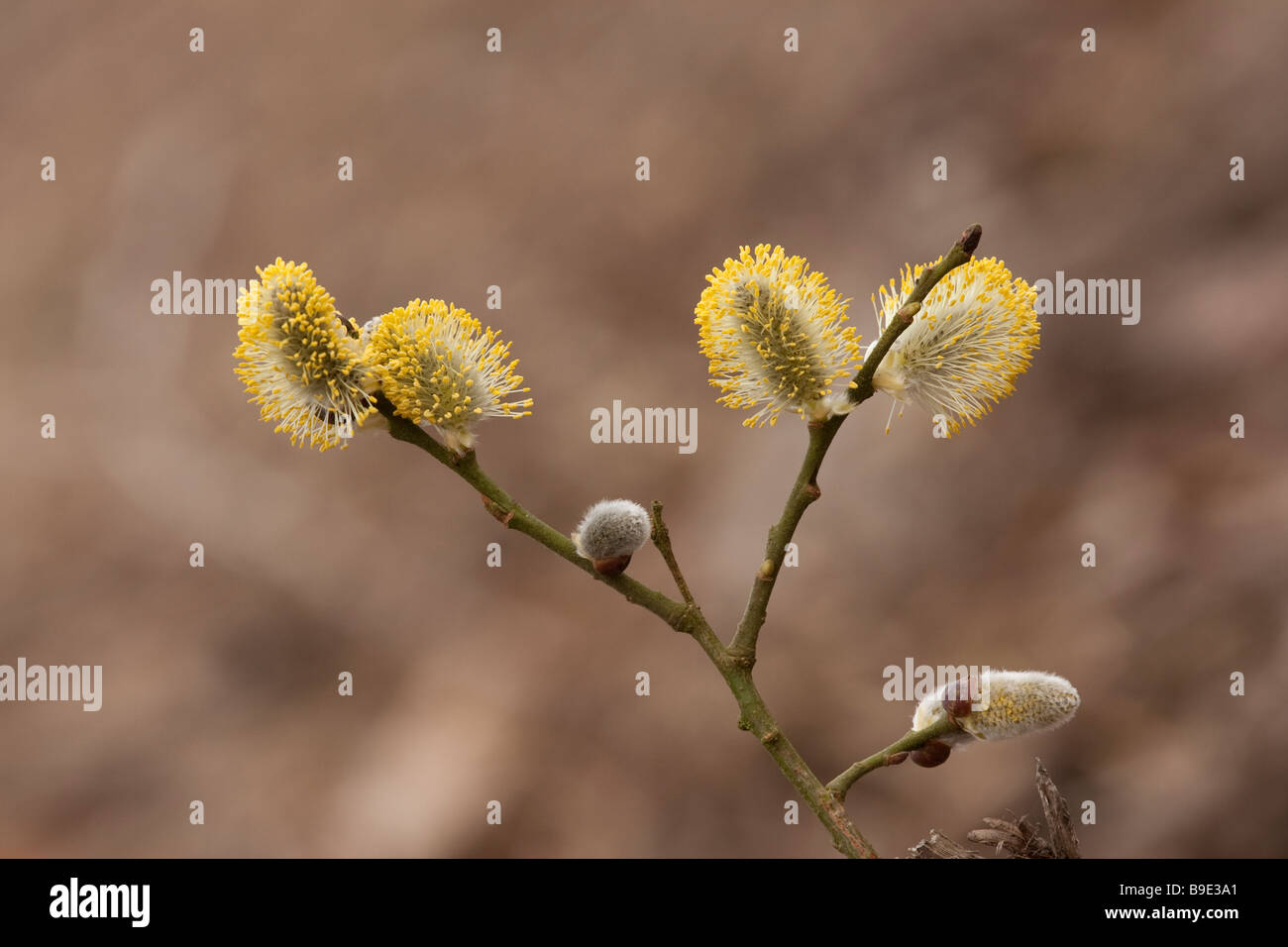 Willow (Salix) pollen buds bursting Stock Photo - Alamy