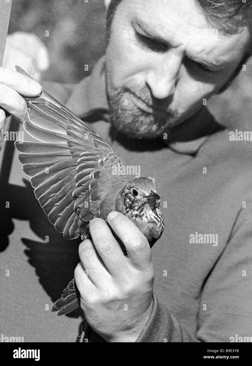 An ornithologist examining a bird at a biological station Stock Photo ...