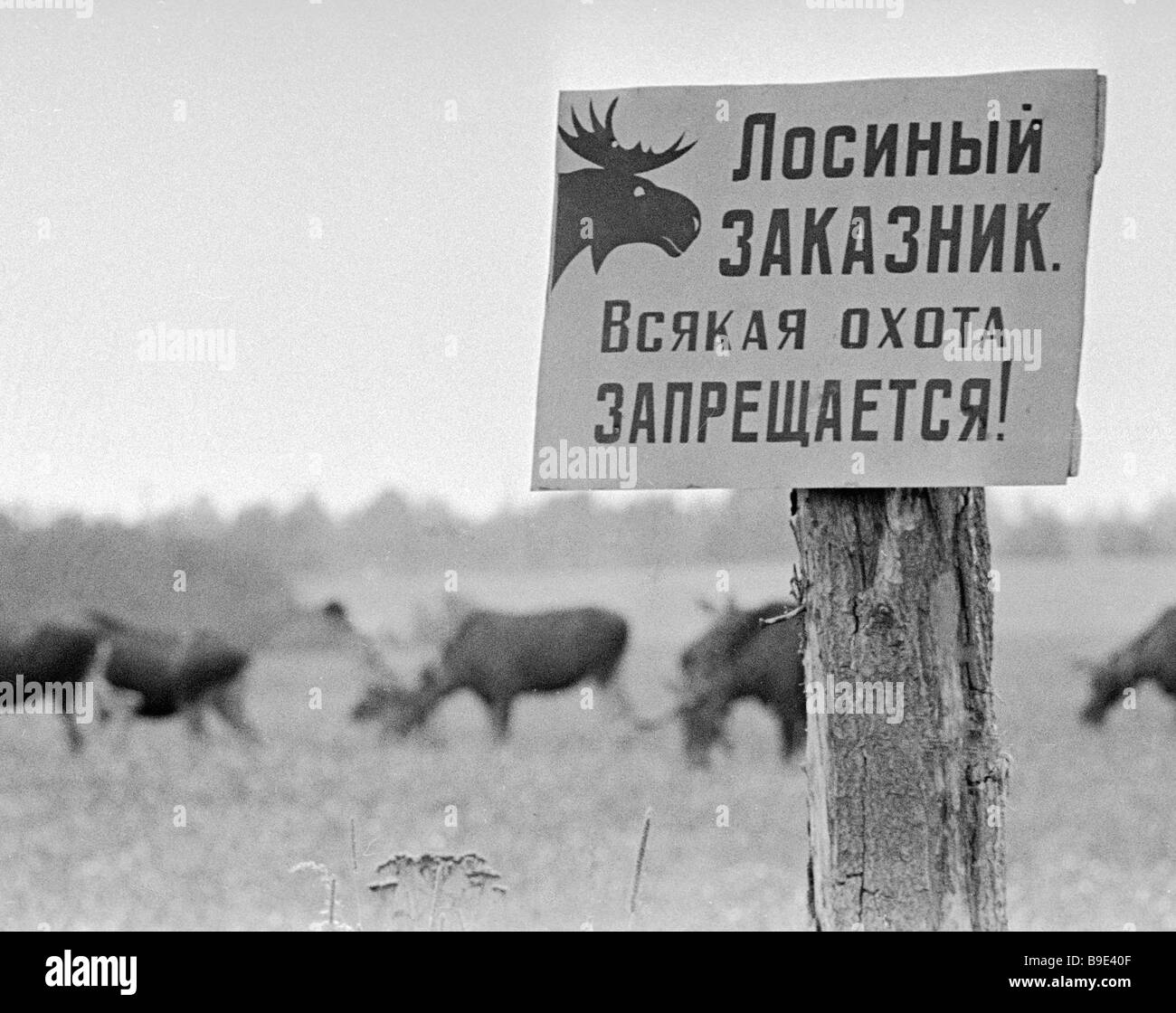 No moose hunting sign near a moose farm Stock Photo - Alamy