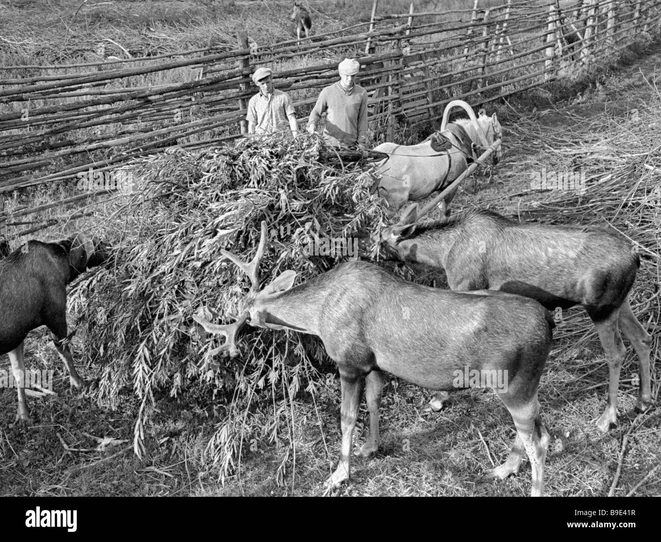 Moose eating tree leaves brought by farm staff Stock Photo - Alamy