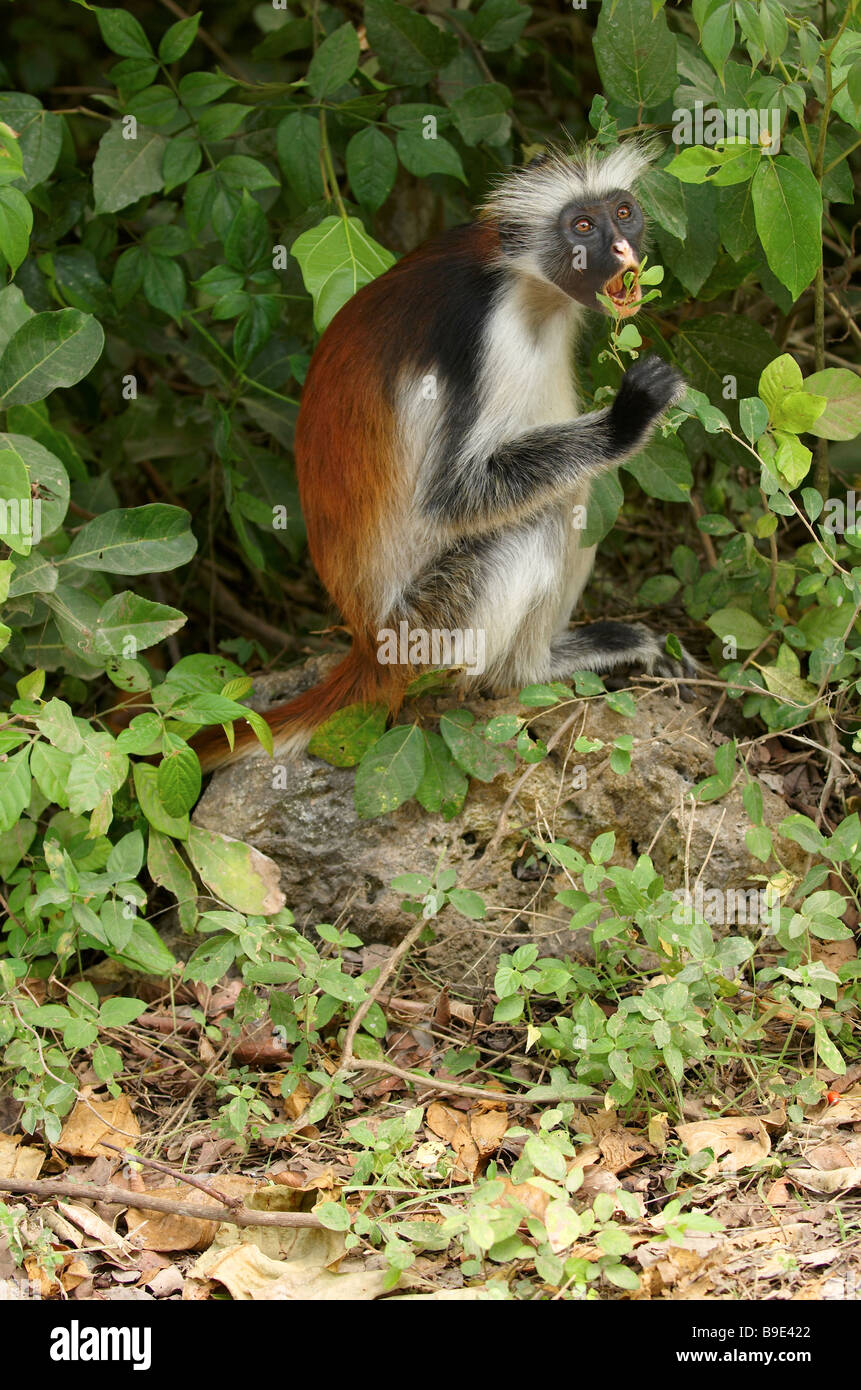 Zanzibar Red Colobus in Jozani Chwaka Bay Conservation area Stock Photo ...