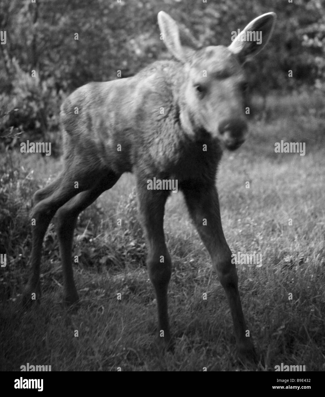 An elk calf in the Berezina nature preserve Belarus Stock Photo - Alamy