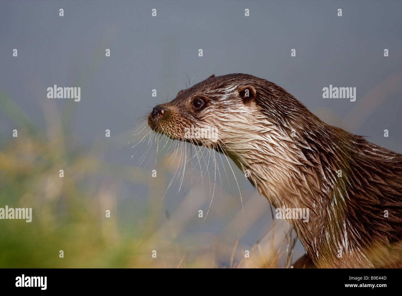 Eurasian Otter (Captive Stock Photo - Alamy