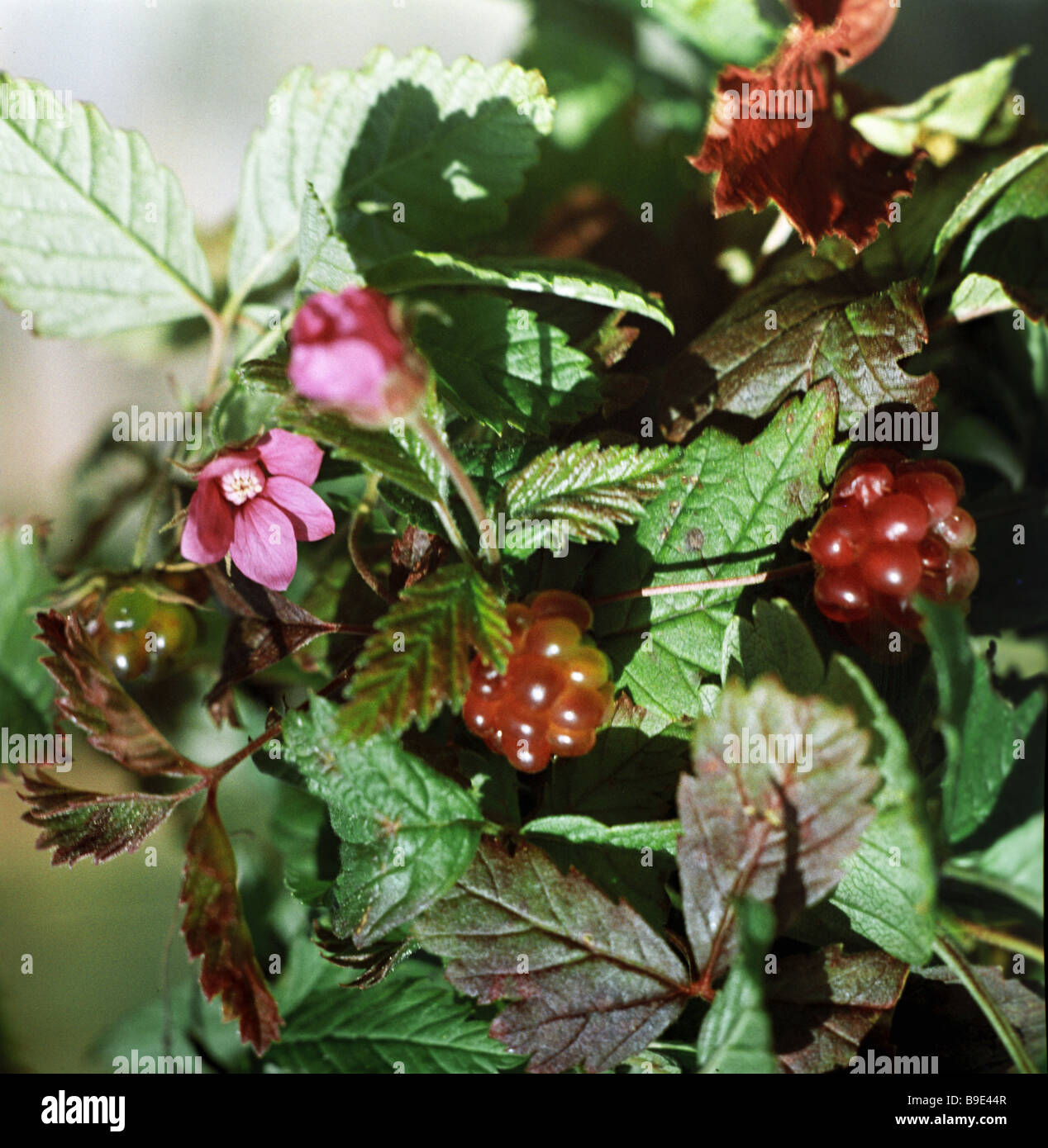 Arctic raspberry grows in swamps Stock Photo - Alamy