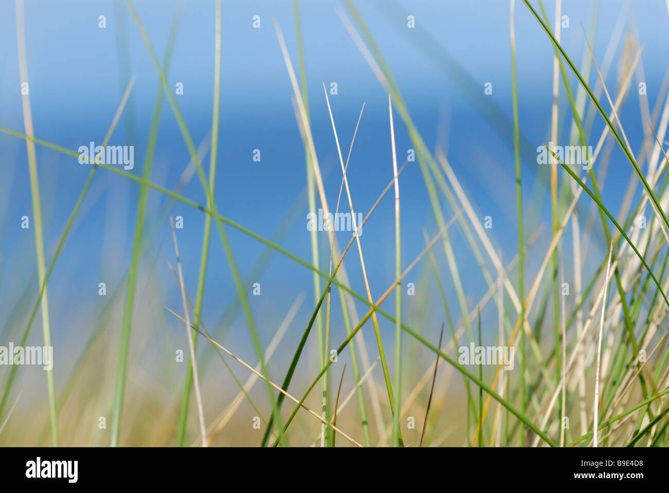 Sea grass hi-res stock photography and images - Alamy