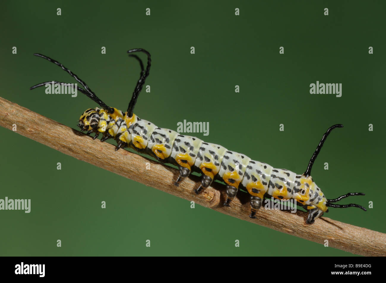 Japanese Owl Moth - Brahmaea japonica Stock Photo - Alamy