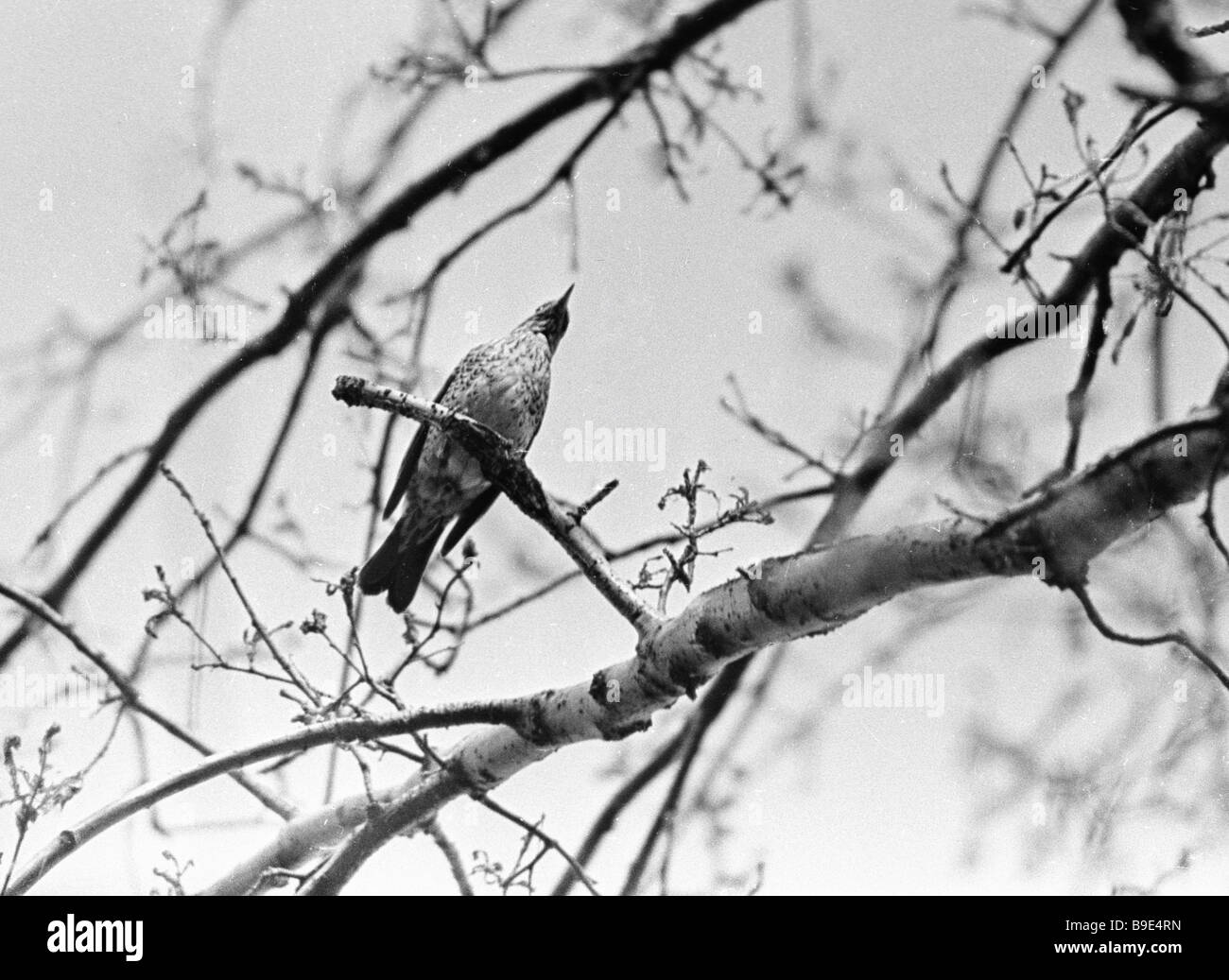 A missel thrush Stock Photo - Alamy