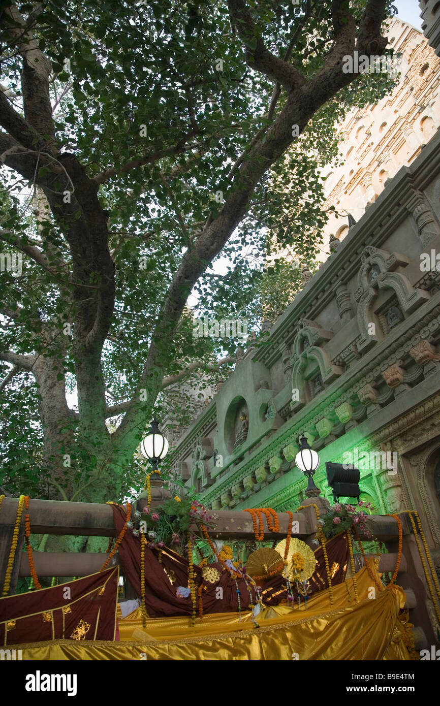 Bodhi tree in a temple, Mahabodhi Temple, Bodhgaya, Gaya, Bihar, India ...