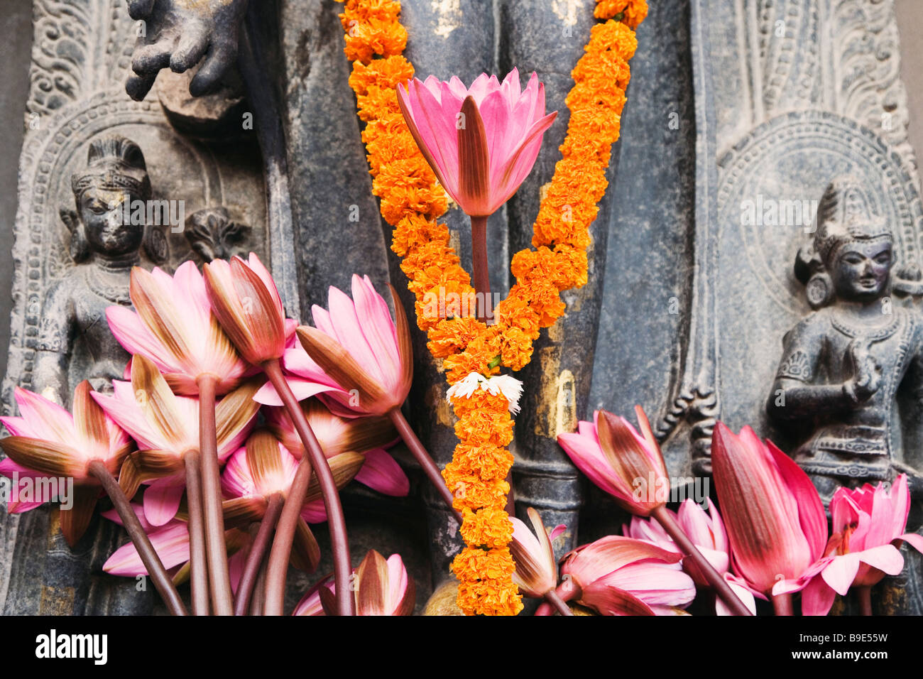 Indian pink marigold flowers hi-res stock photography and images - Alamy