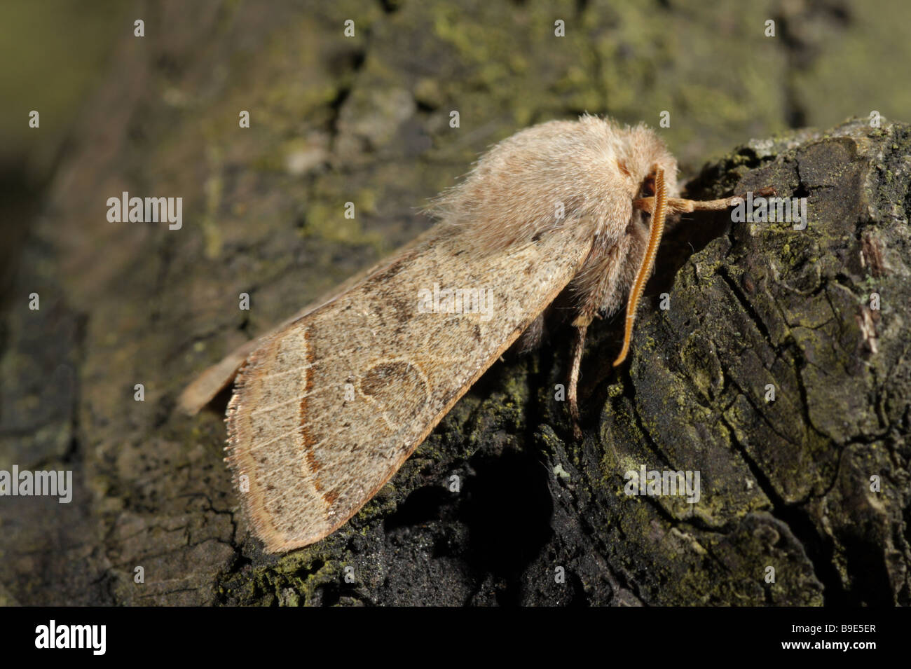 Common quaker moth hi-res stock photography and images - Alamy