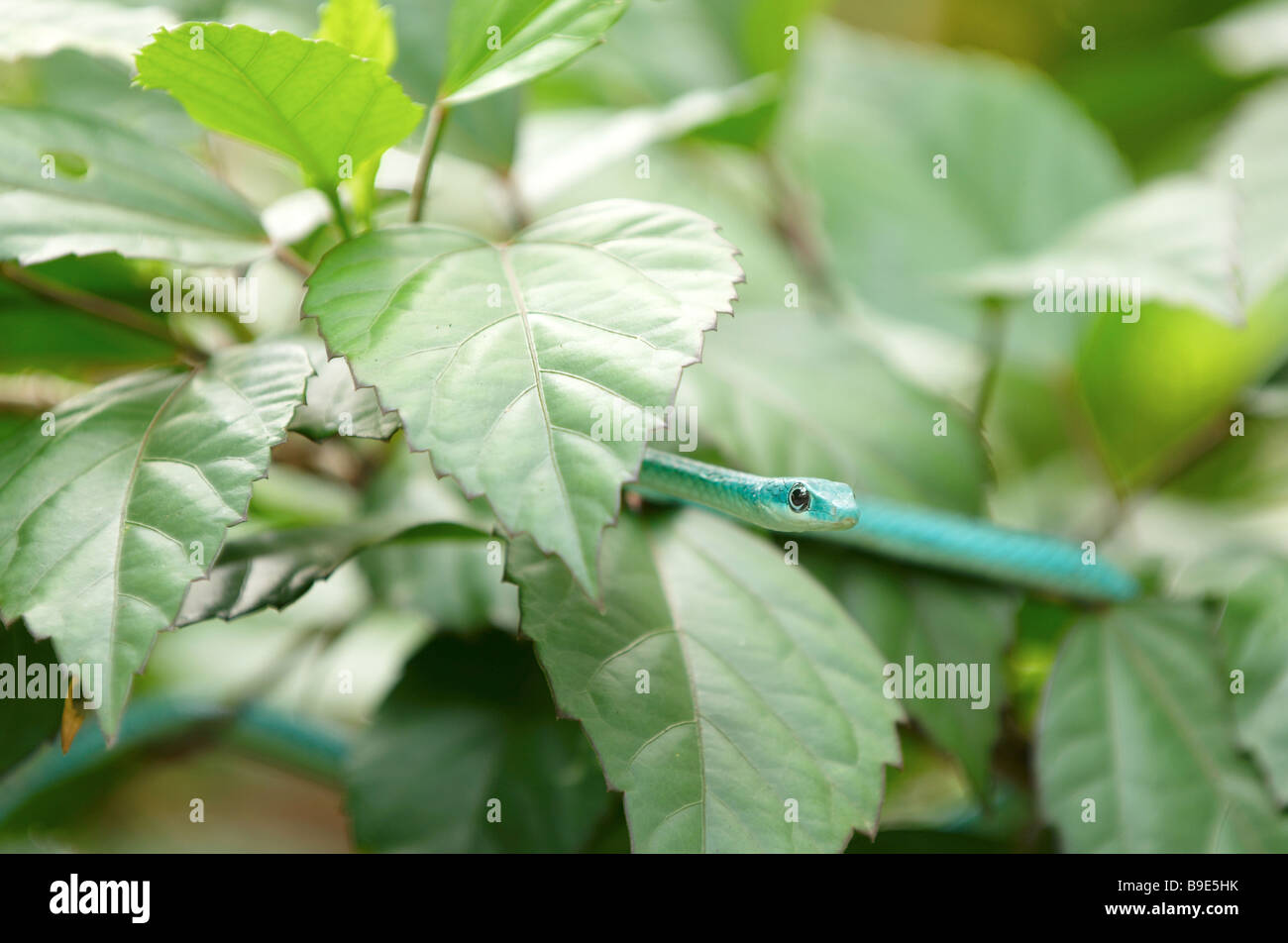 Small green snake in Zanzibar island reserve Stock Photo - Alamy