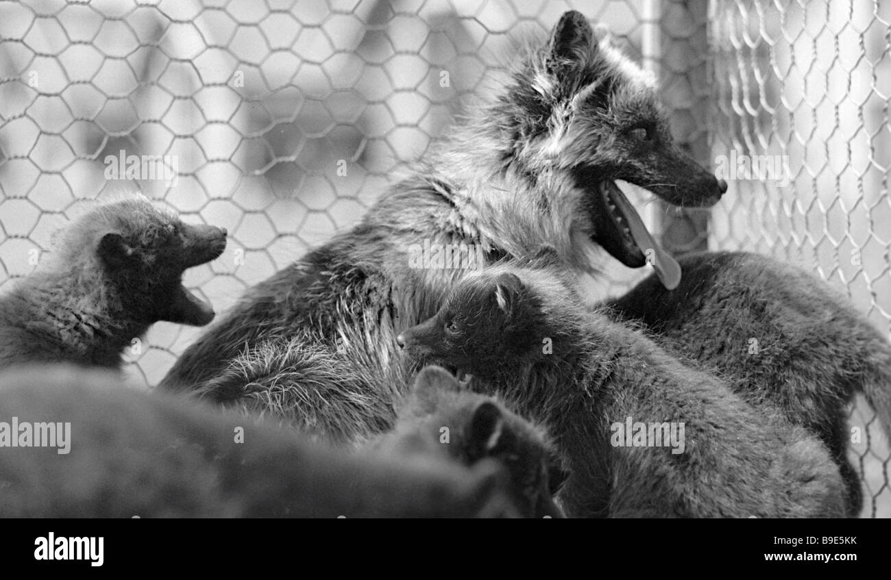 Silver foxes at the Pushkin fur farm Stock Photo - Alamy