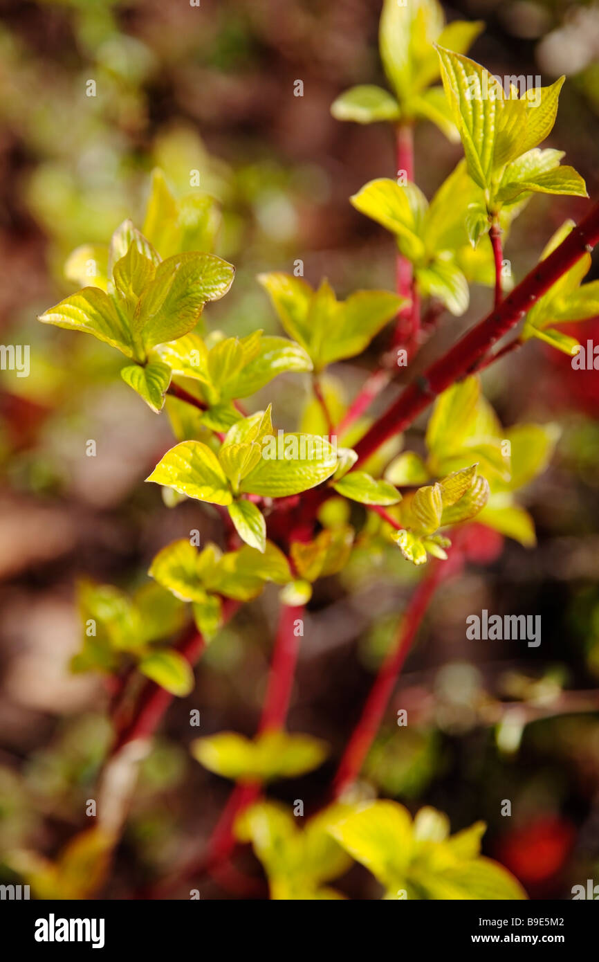 Spring sprig hi-res stock photography and images - Alamy