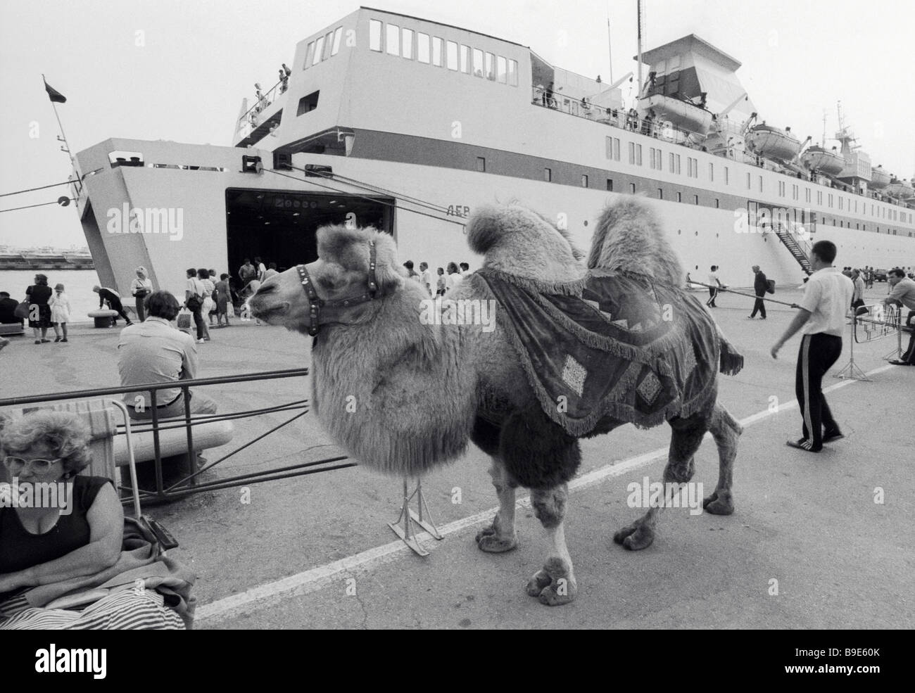 A camel in the port of Yalta with a steamship in the background Stock ...