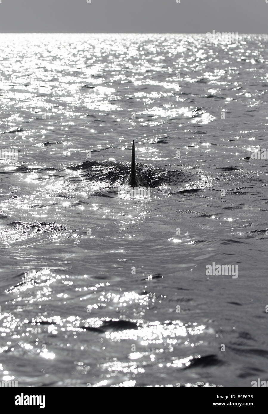 Alone fin of dolphin in Indian ocean near Africa Stock Photo - Alamy