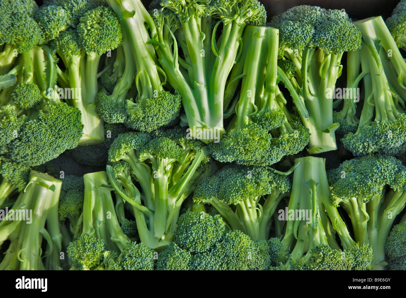 Harvested Broccoli Crowns in packing box Stock Photo - Alamy
