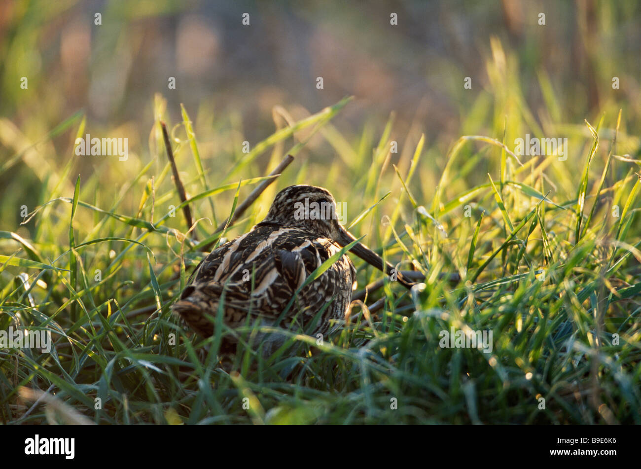 Snipe in harvested wheat field Stock Photo - Alamy
