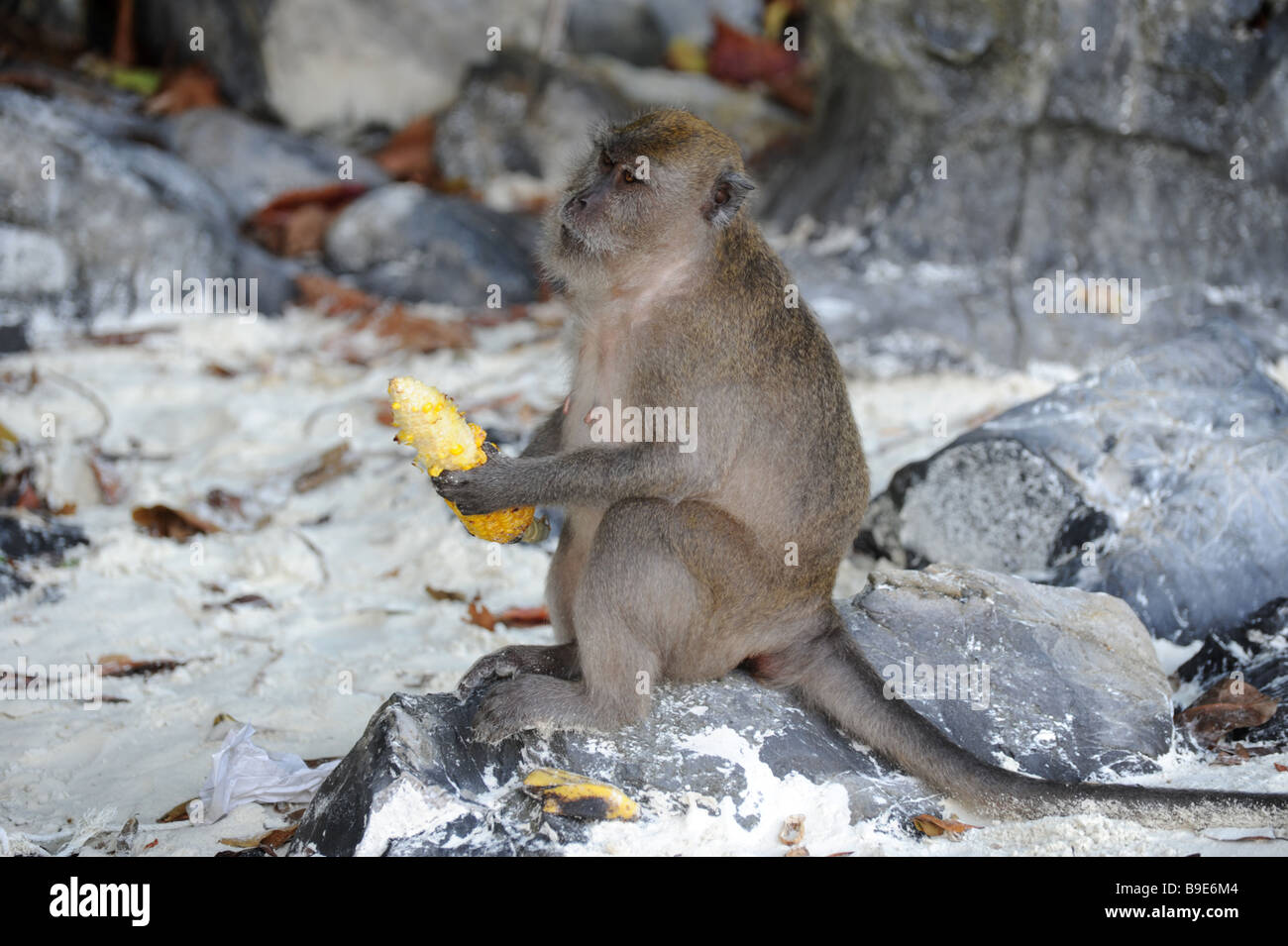 Monkey beach hi-res stock photography and images - Alamy