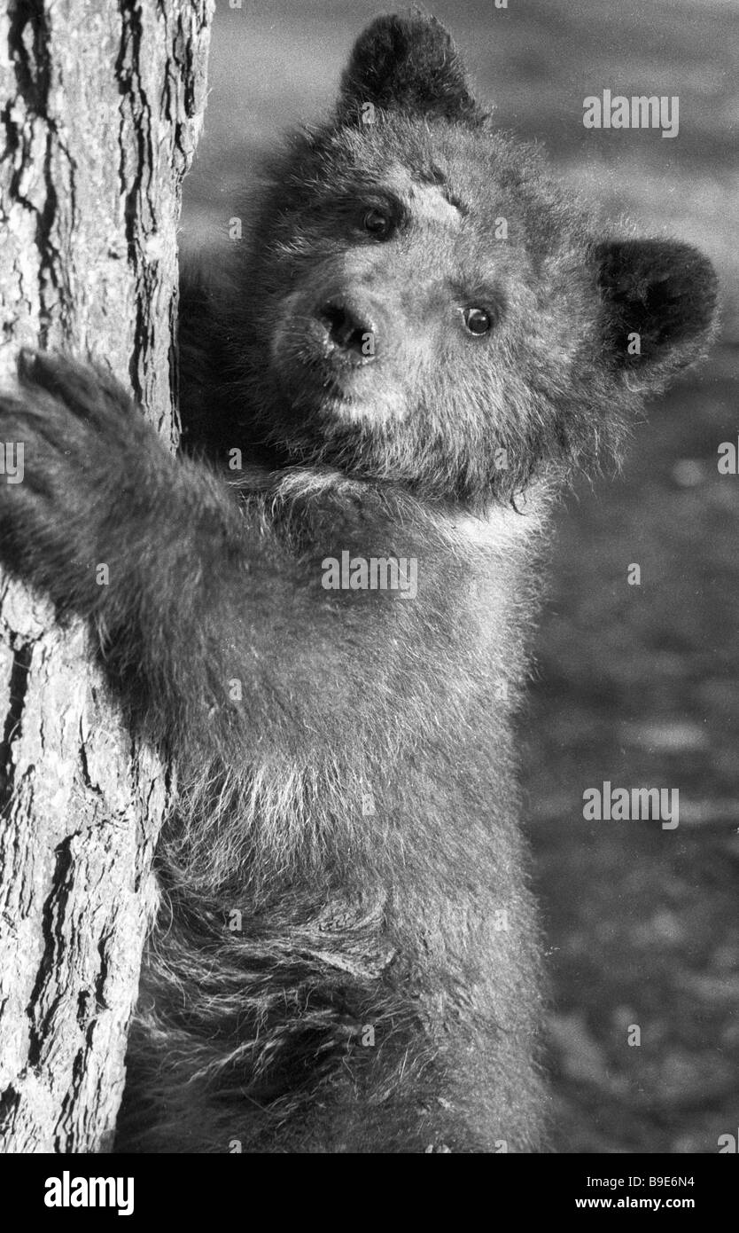 A bear living in the Krasnoyarskie Stolby State Nature Reserve Stock ...