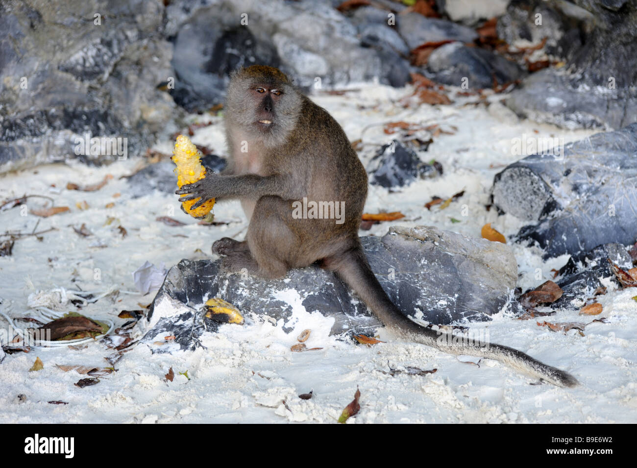Monkey monkey island phuket thailand hi-res stock photography and ...