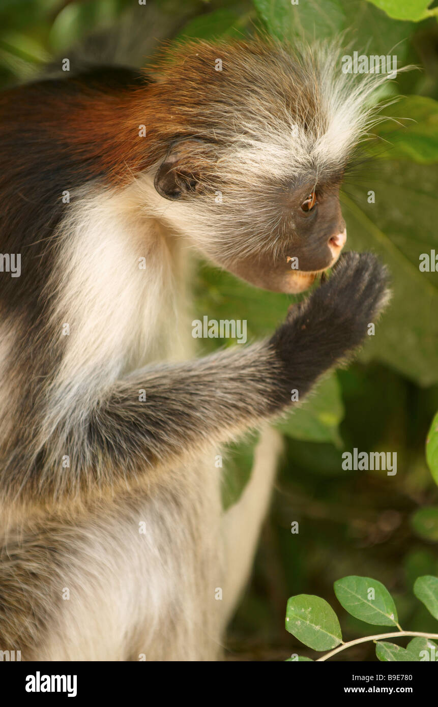 Zanzibar Red Colobus in Jozani Chwaka Bay Conservation area Stock Photo ...