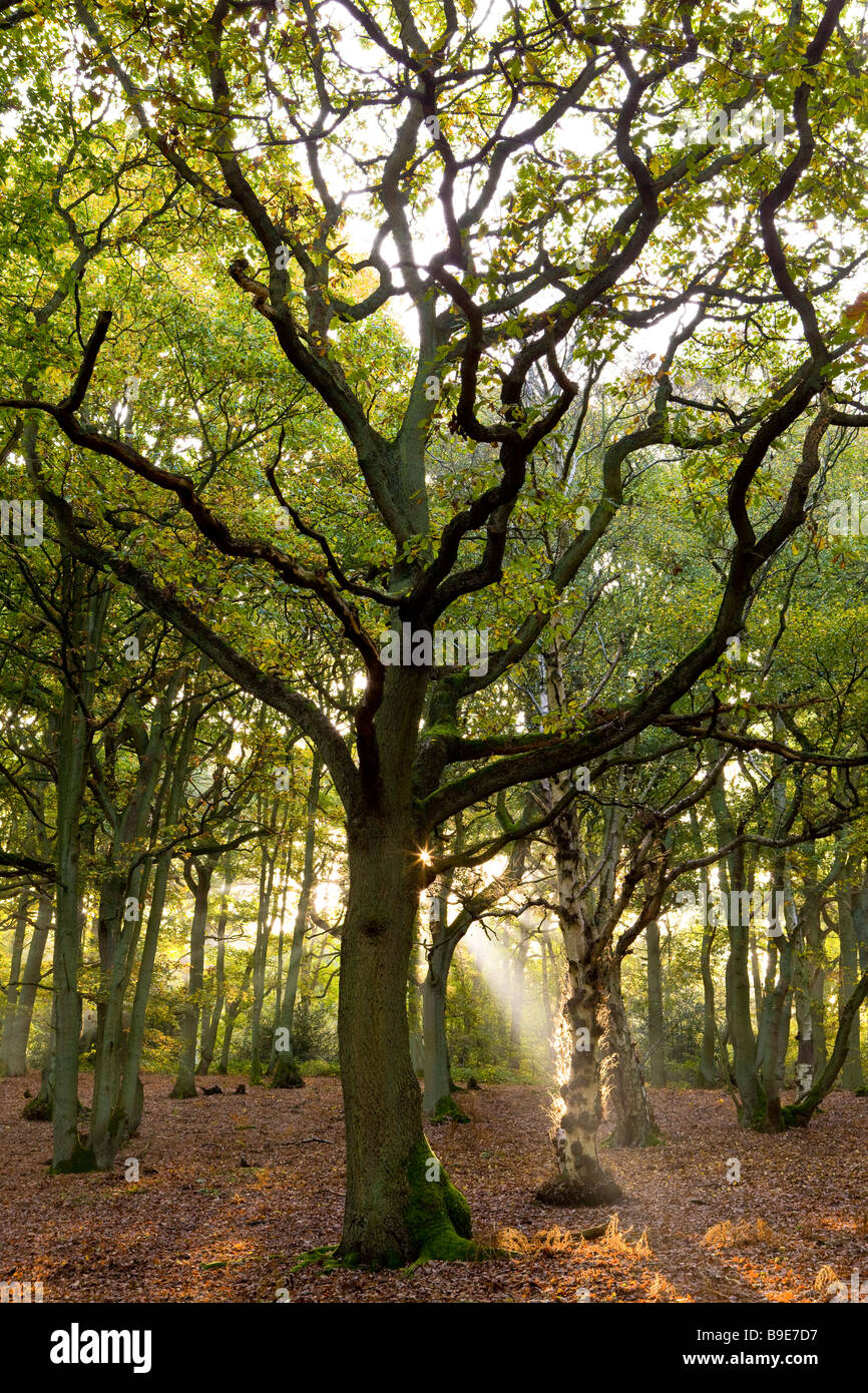 Ray wood hi-res stock photography and images - Alamy