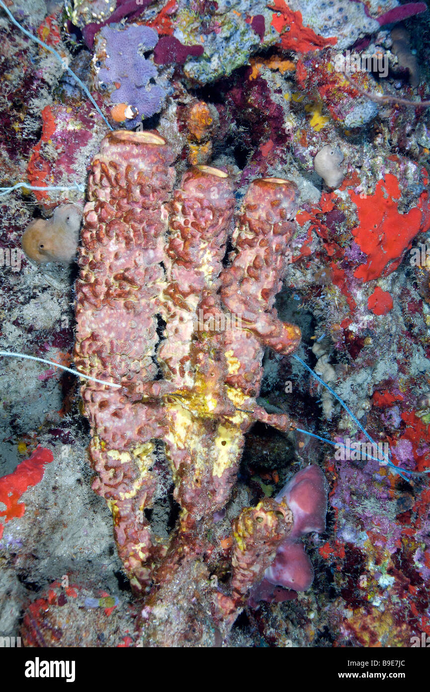 Caribbean underwater life Stock Photo - Alamy