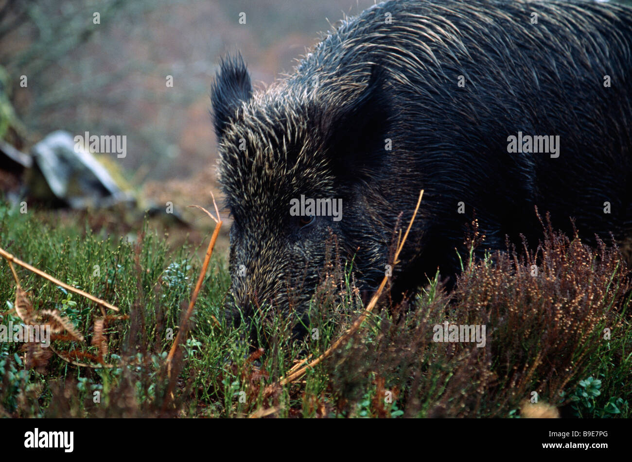 Wild boar uk hi-res stock photography and images - Alamy