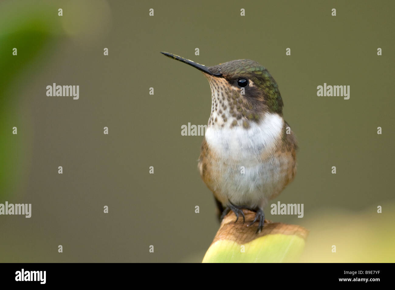 Scintillant Hummingbird Selasphorus scintilla Stock Photo - Alamy